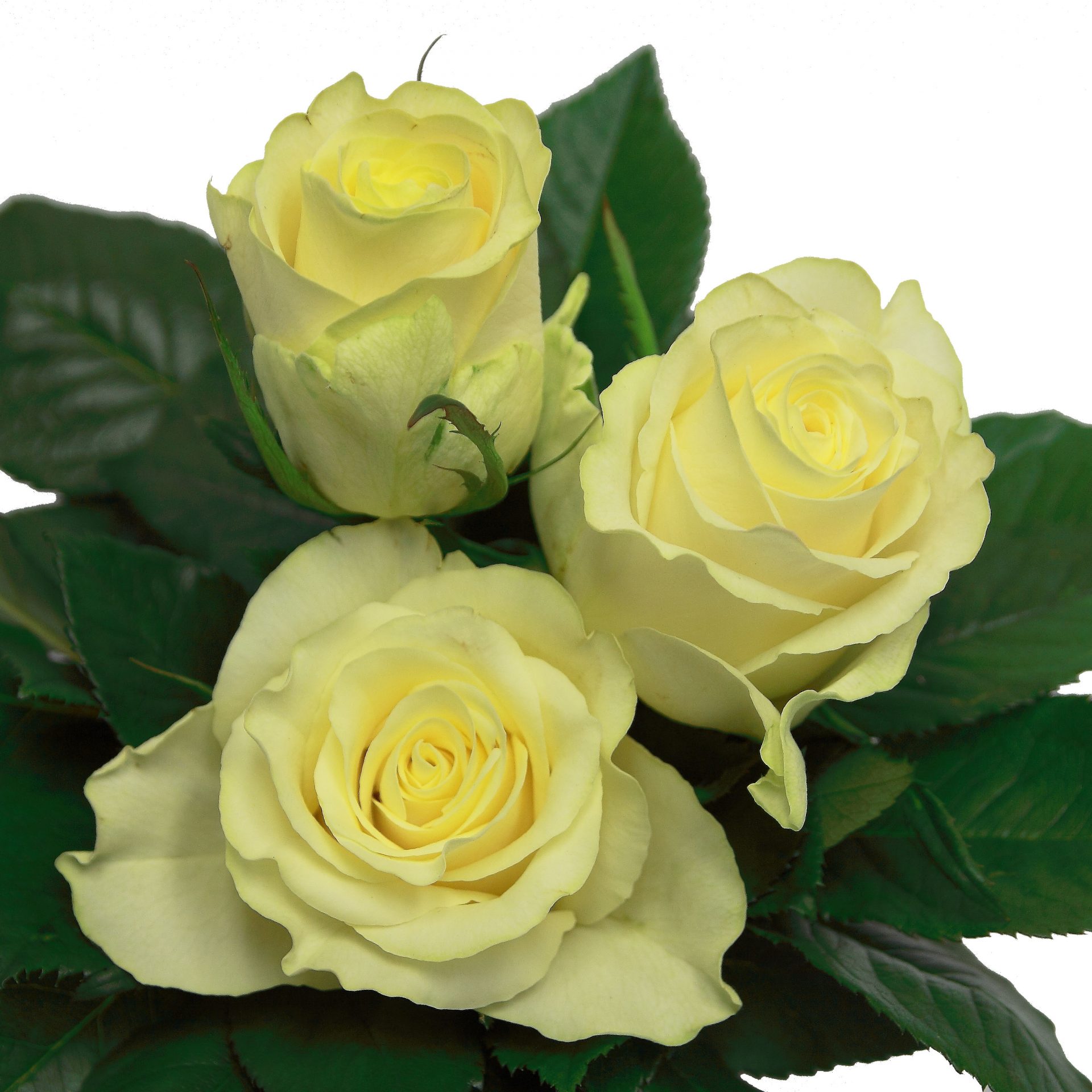 Sher Ethiopië added a rose in her assortment: Magadi+ - Afriflora Sher