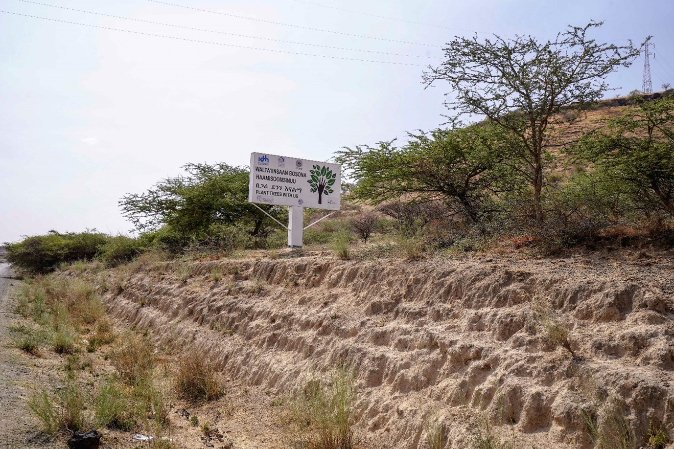 300.000 trees planted by Sher Ethiopia - Sher Ethiopia