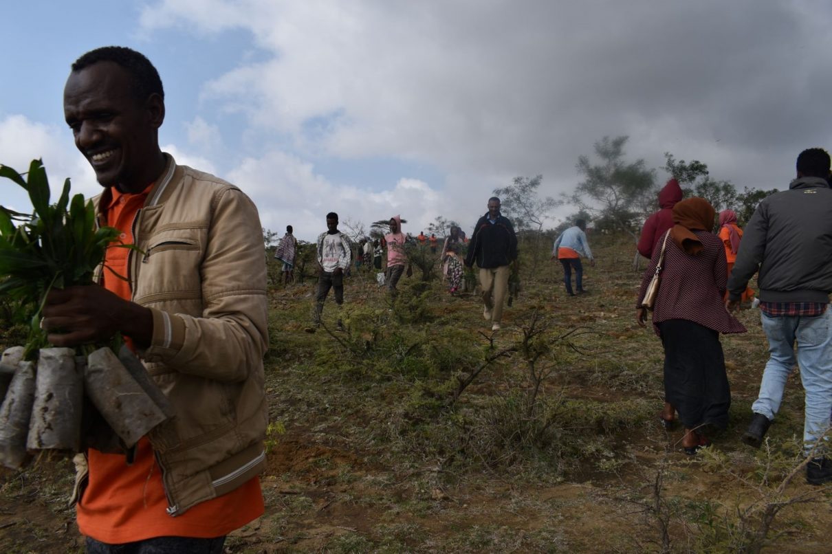 300.000 trees planted by Sher Ethiopia - Sher Ethiopia