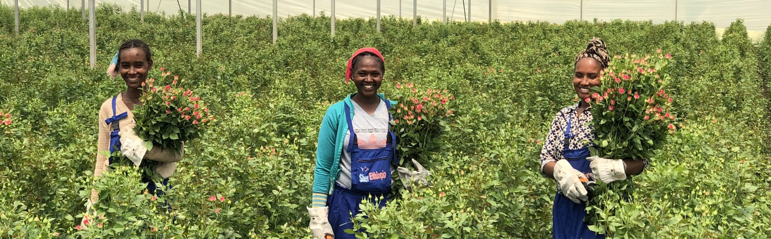 Farming and grading positions at Sher | Sher Ethiopia