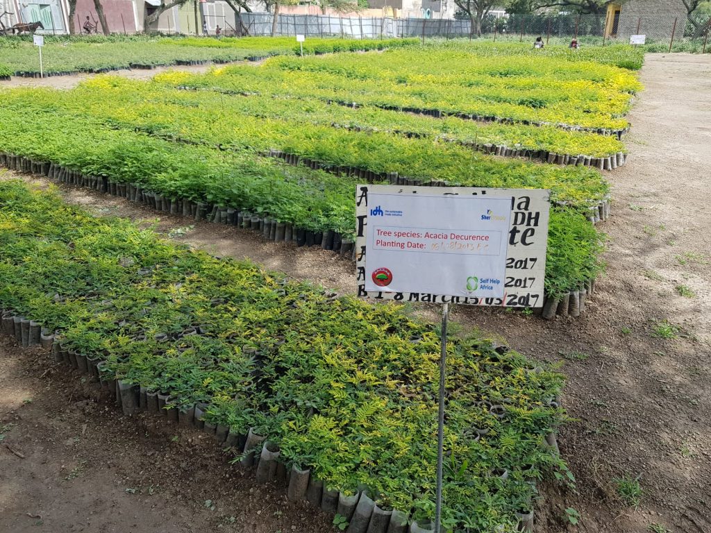 300.000 trees planted by Sher Ethiopia - Sher Ethiopia