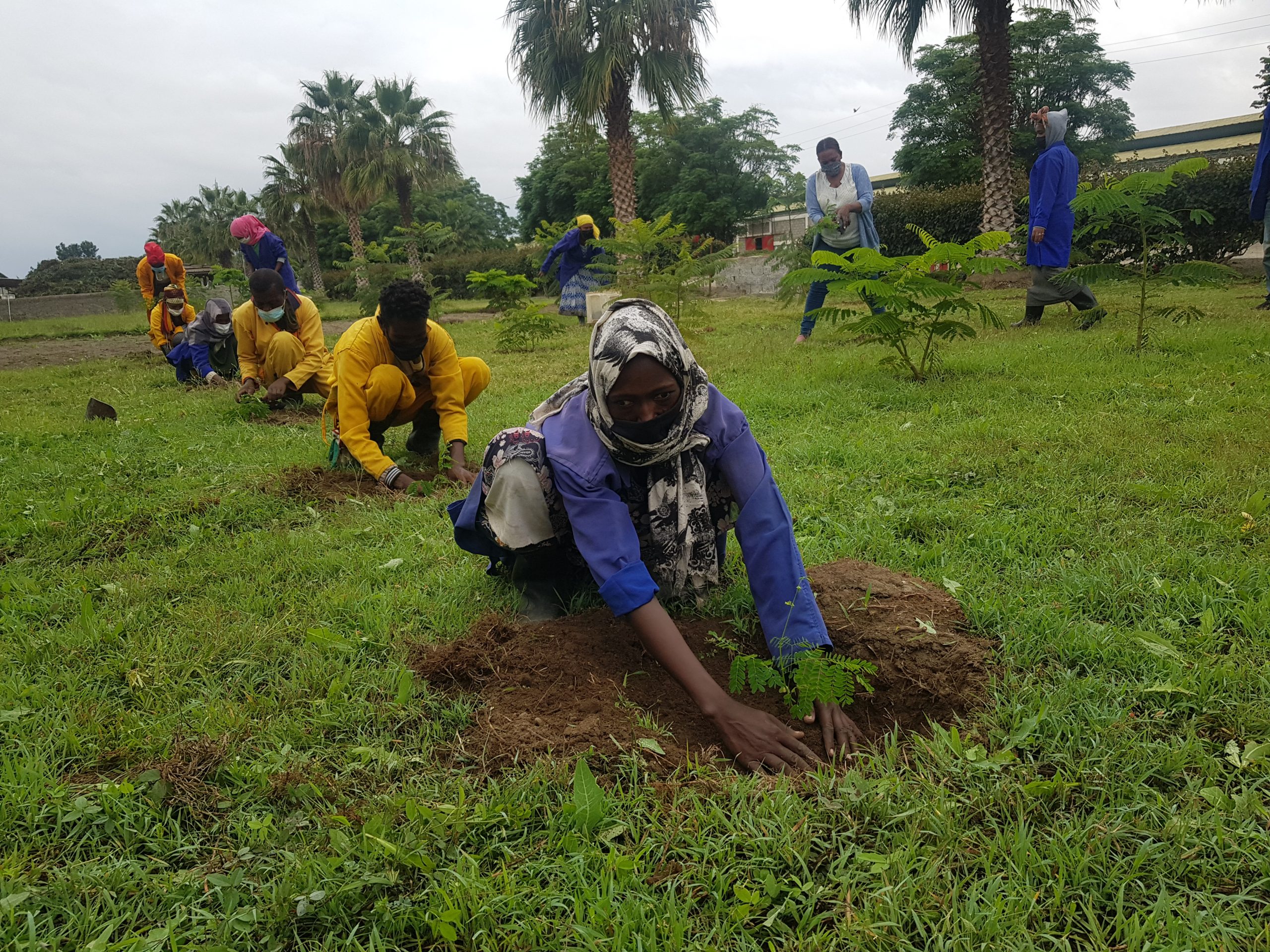300.000 trees planted by Sher Ethiopia - Sher Ethiopia