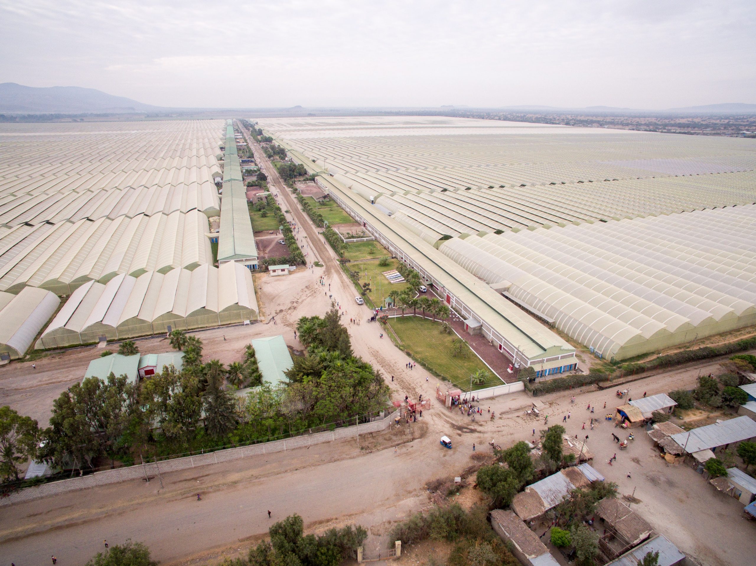 Impression of Rose Farm Location Sher Ziway - Sher Ethiopia