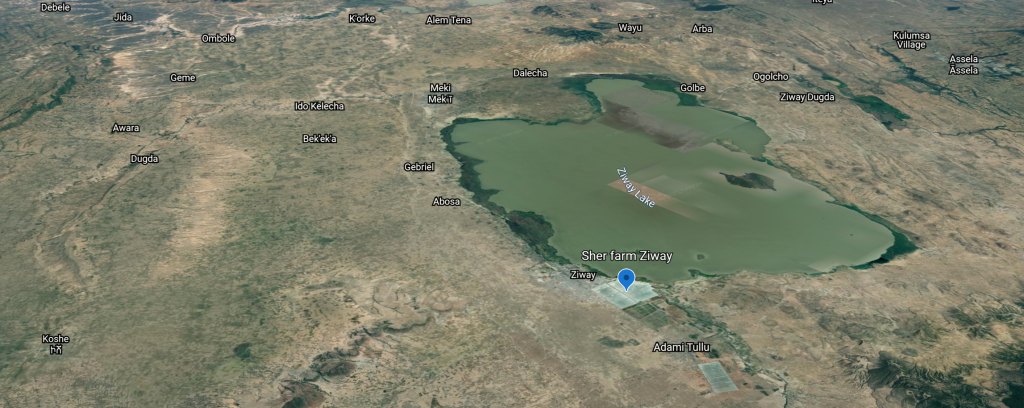 Impression of Rose Farm Location Sher Ziway - Sher Ethiopia