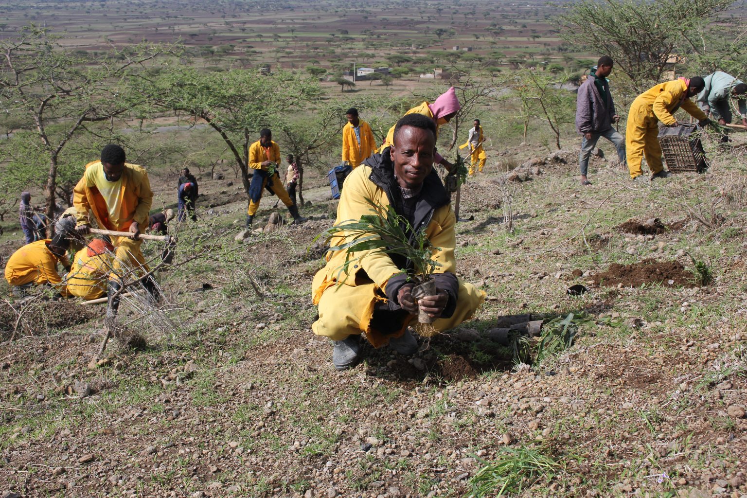 Reforestation: planting 57.000 trees on Tree Planting Day - Sher Ethiopia