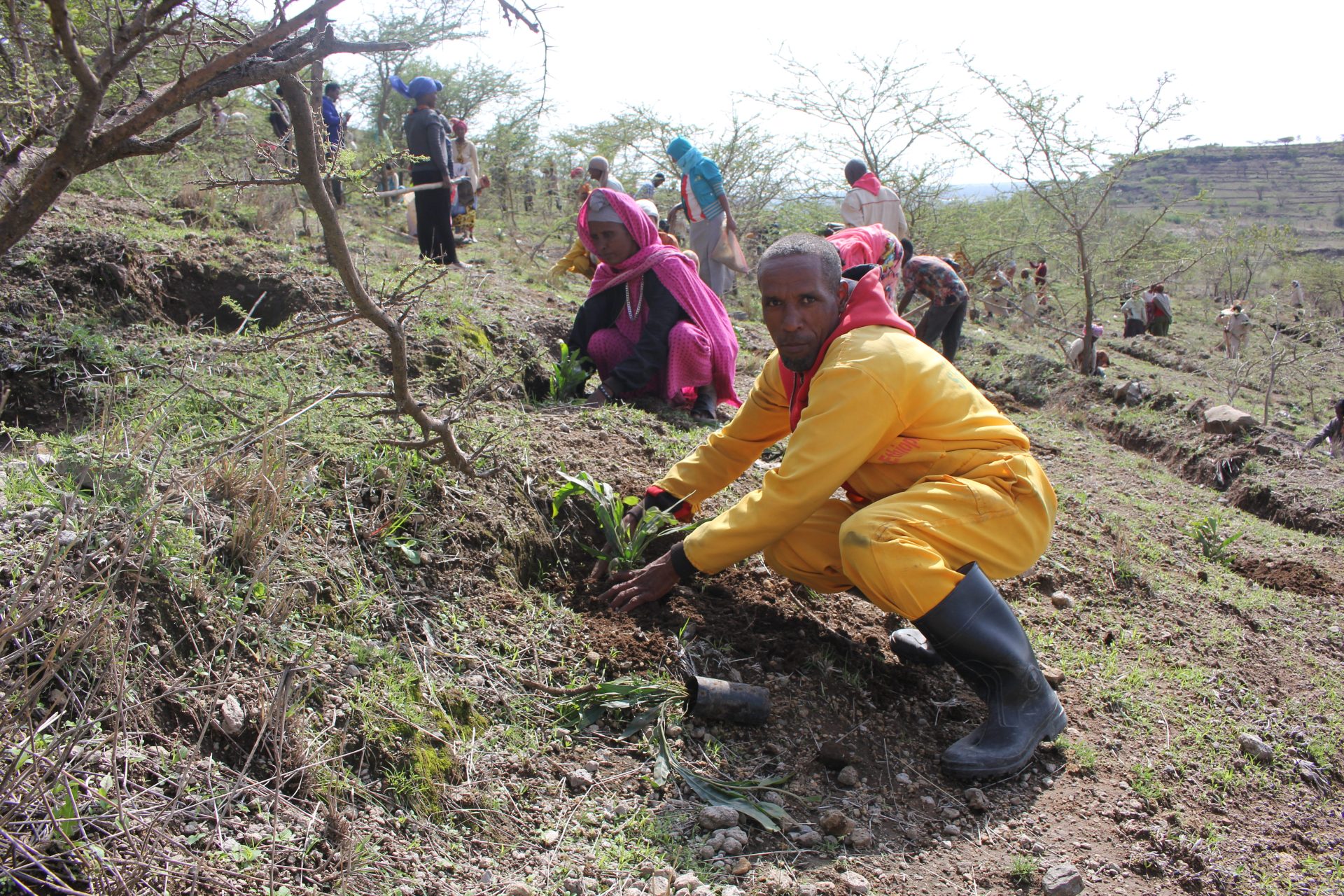 Reforestation: planting 57.000 trees on Tree Planting Day - Sher Ethiopia