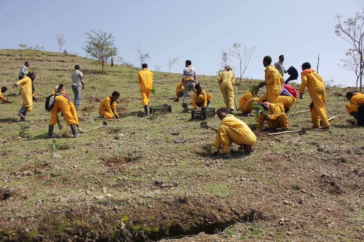 Reforestation: planting 57.000 trees on Tree Planting Day - Sher Ethiopia