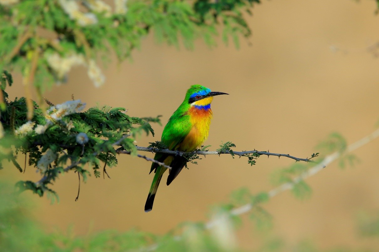 Fala waaraa wayita marsaa laguutti ijoollee shamarraniif deeggarsa godhu