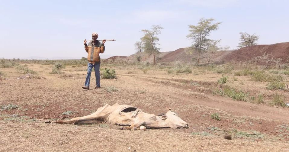 Food-aid for drought affected Borena-region - Sher Ethiopia