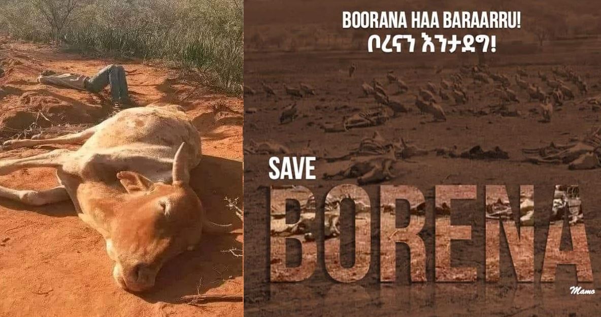 Food-aid for drought affected Borena-region - Sher Ethiopia